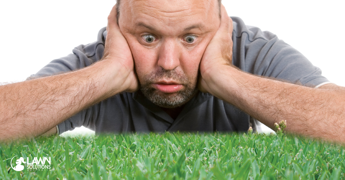 How Lawn Fanatics Can Survive the Winter Blues - Lawn Solutions Australia