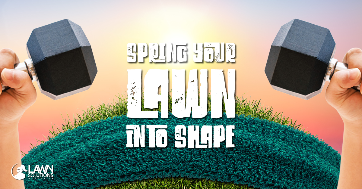 Why Now is the Best Time to Spring Your Lawn into Shape - Lawn ...