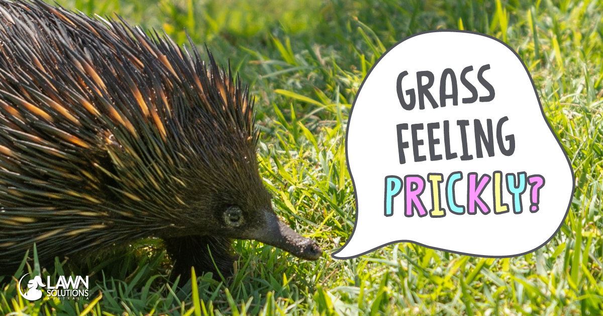 How to Remove Bindii from Your Lawn - Lawn Solutions Australia