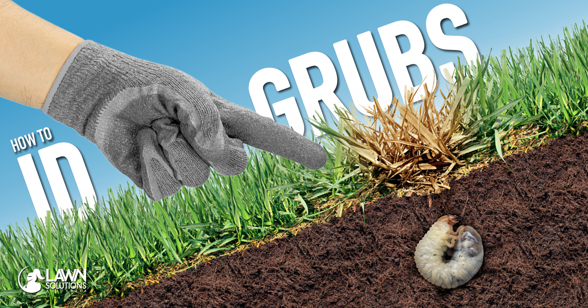 How to Identify Lawn Grubs | Lawn Solutions Australia