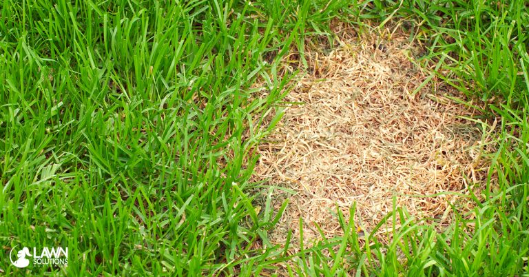 How to Help a Dry and Patchy Lawn - Lawn Solutions Australia