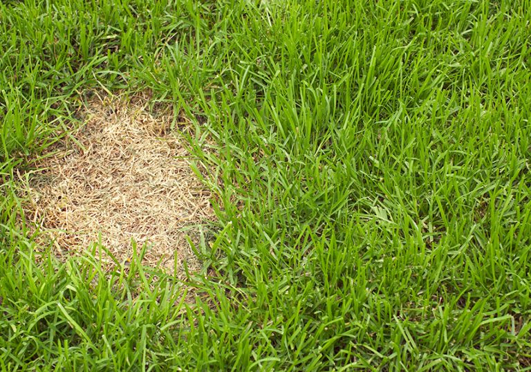 How to Repair Bare Patches in Your Lawn - Lawn Solutions Australia