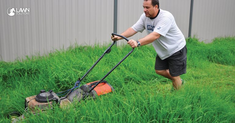 Why regular mowing is important - Lawn Solutions Australia