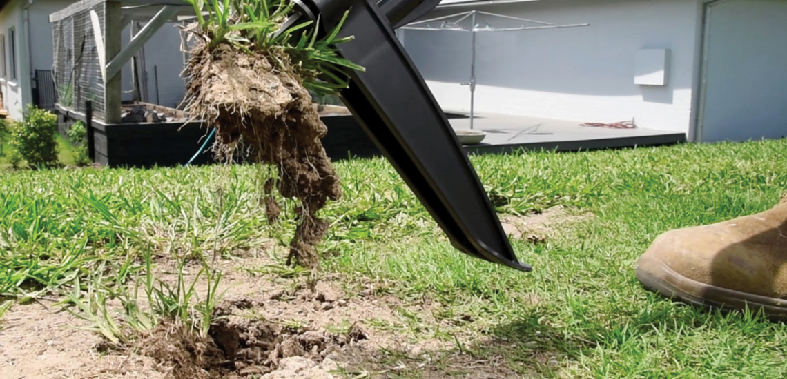 Crowsfoot (Eleusine Indica) & Crabgrass - Lawn Solutions Australia