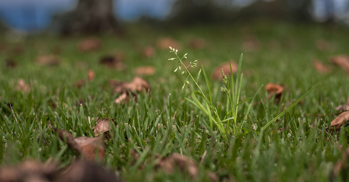 How to Identify and Treat Winter Grass (Poa annua) - Lawn Solutions ...