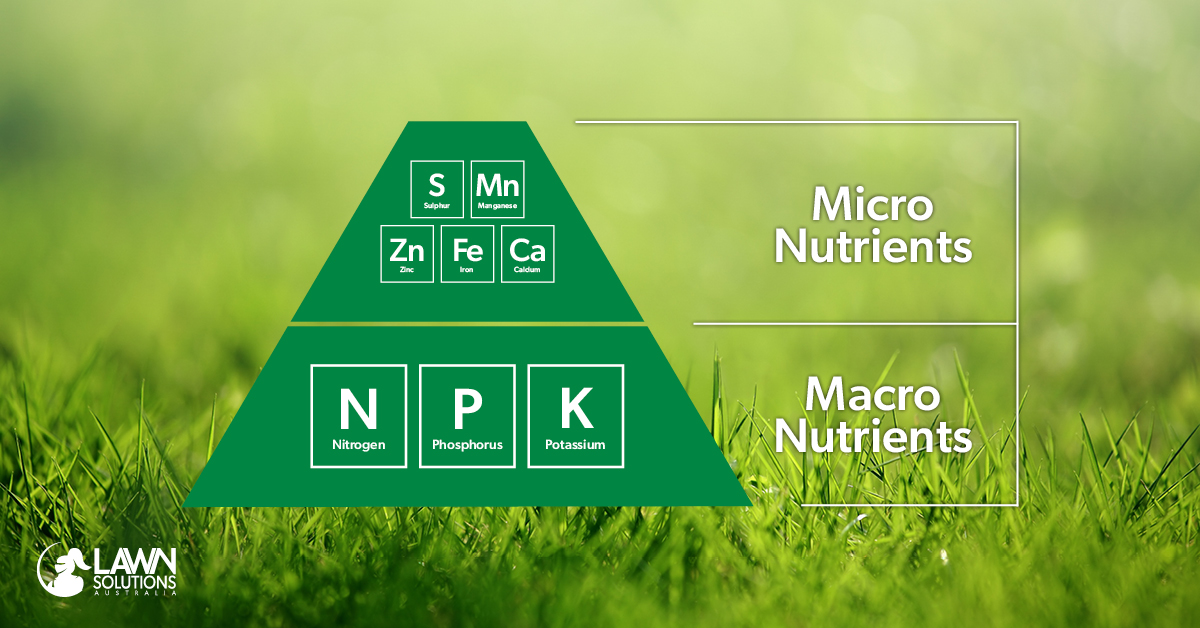 Nutrients Your Lawn Needs to Thrive - Lawn Solutions Australia
