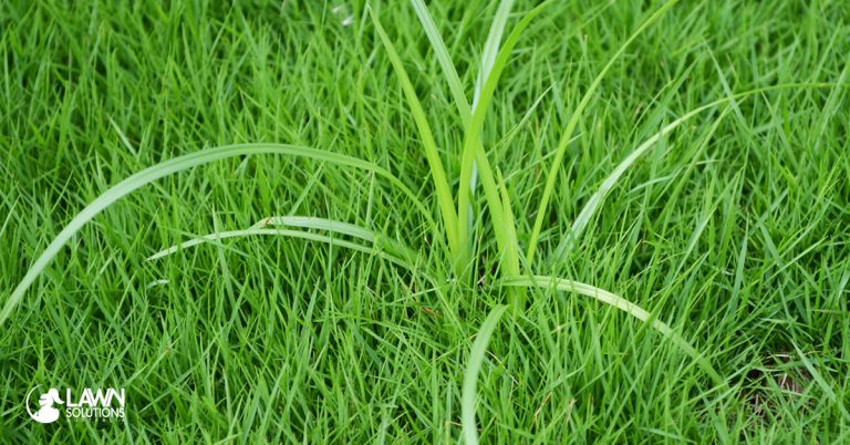 Controlling Invasive Grasses - Lawn Solutions Australia