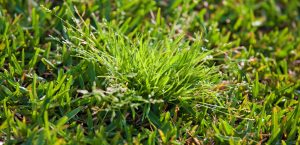 Controlling Invasive Grasses - Lawn Solutions Australia