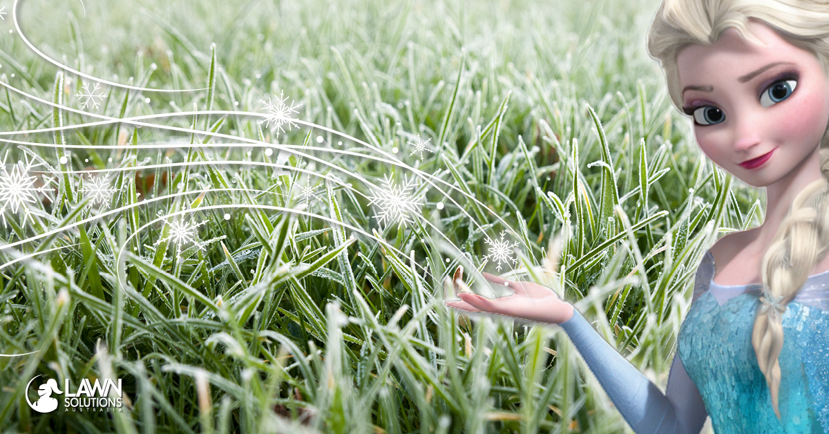 Preparing for a Cold Snap? Here's How to Help Your Lawn with Frost ...
