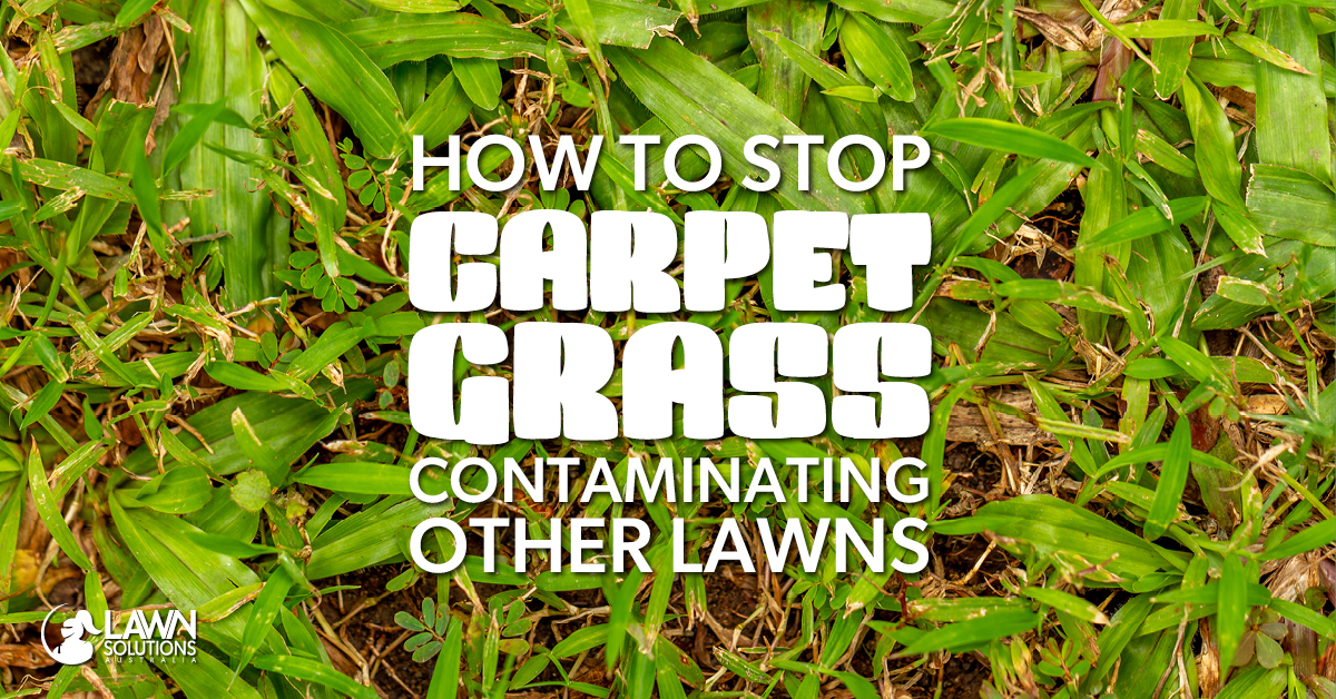 How to Stop Carpet Grass Contaminating Other Lawn Types - Lawn Solutions Australia
