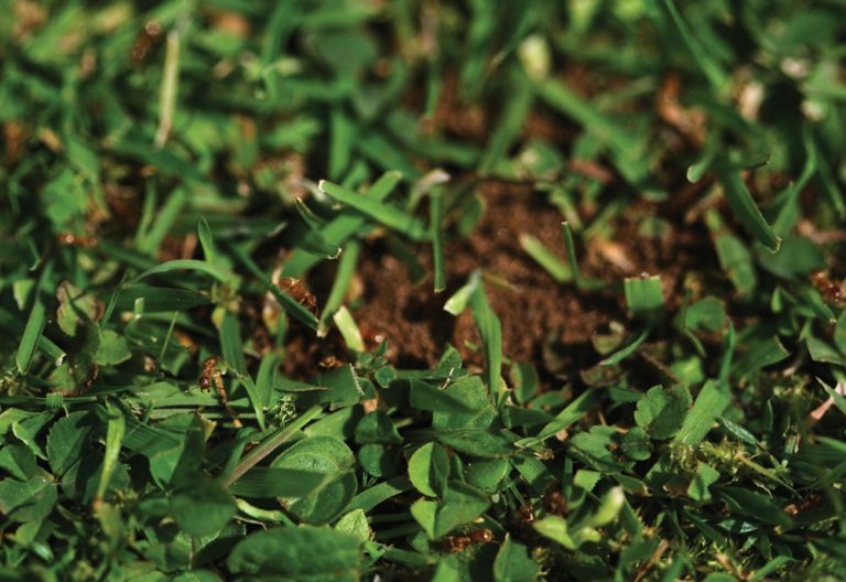 Identifying and dealing with lawn pests - Lawn Solutions Australia