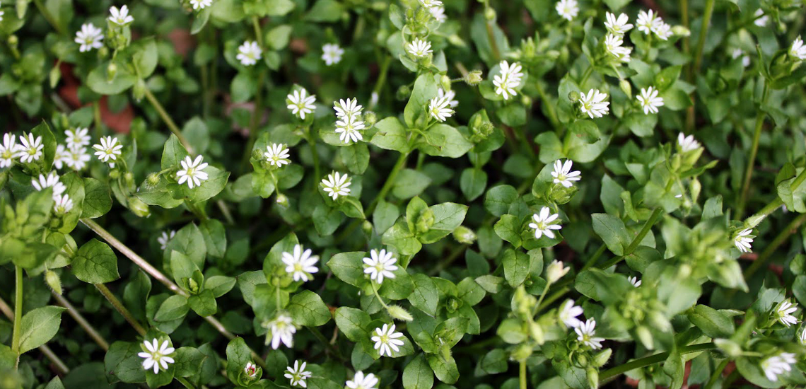Weeds to Watch Out for This Winter - Lawn Solutions Australia