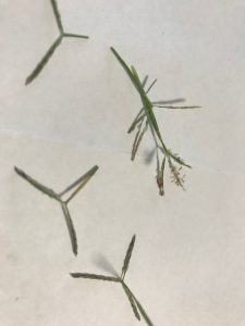 Why does my lawn have seed heads? - Lawn Solutions Australia