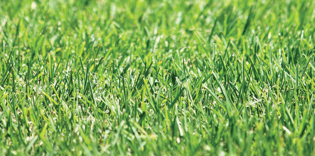 The Wide World of Turf | All Turf Solutions