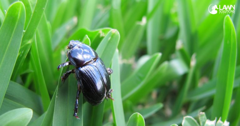 African Black Beetle | Lawn Grubs - Lawn Solutions Australia