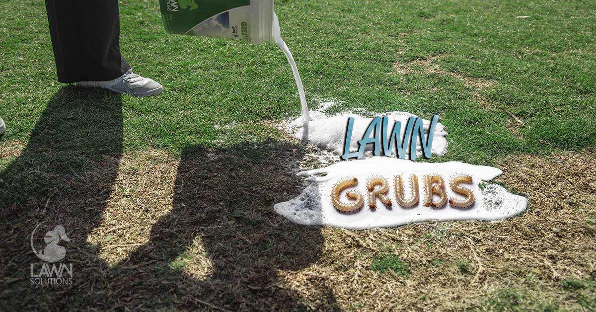 How to Identify Lawn Grubs | Lawn Solutions Australia