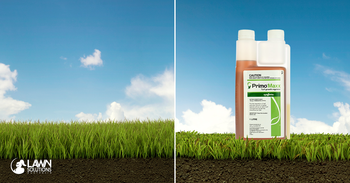 What are Plant Growth Regulators? - Lawn Solutions Australia