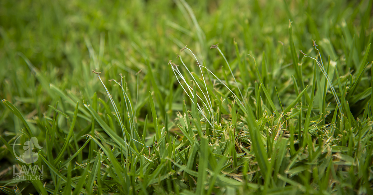 Identifying Lawn Seed Heads - Lawn Solutions Australia