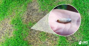 African Black Beetle | Lawn Grubs - Lawn Solutions Australia