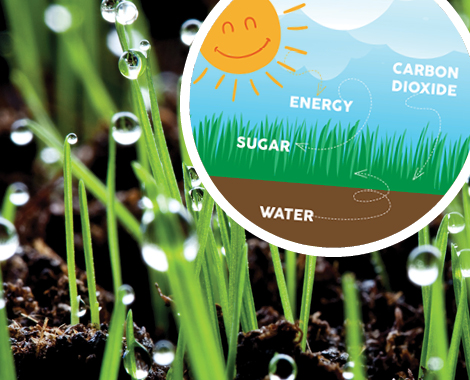 Why Sunlight and Grass Are the Perfect Pair - Lawn Solutions Australia