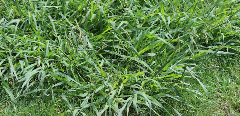 Controlling Invasive Grasses - Lawn Solutions Australia