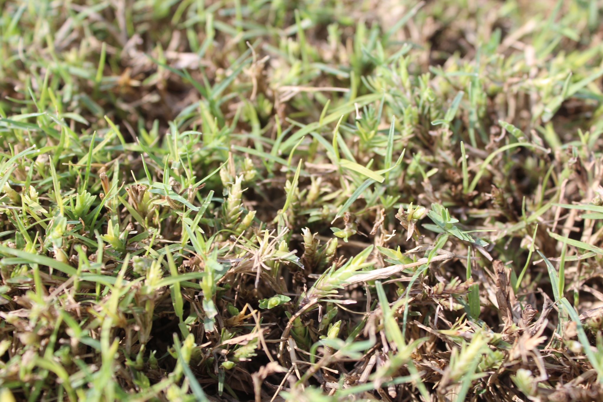 5 Common Lawn Pests and Treatment Options - Lawn Solutions Australia