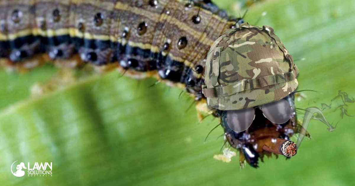 The Lawn Army Has Assembled! | Armyworm - Lawn Solutions Australia