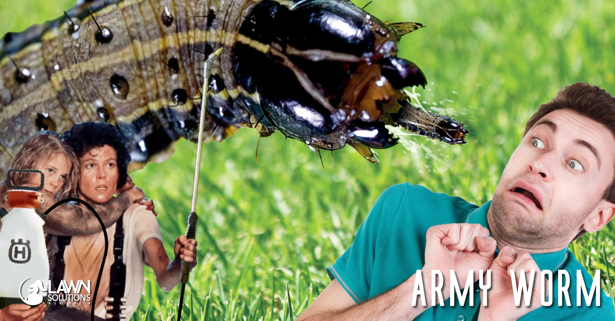The Lawn Army Has Assembled! | Armyworm - Lawn Solutions Australia