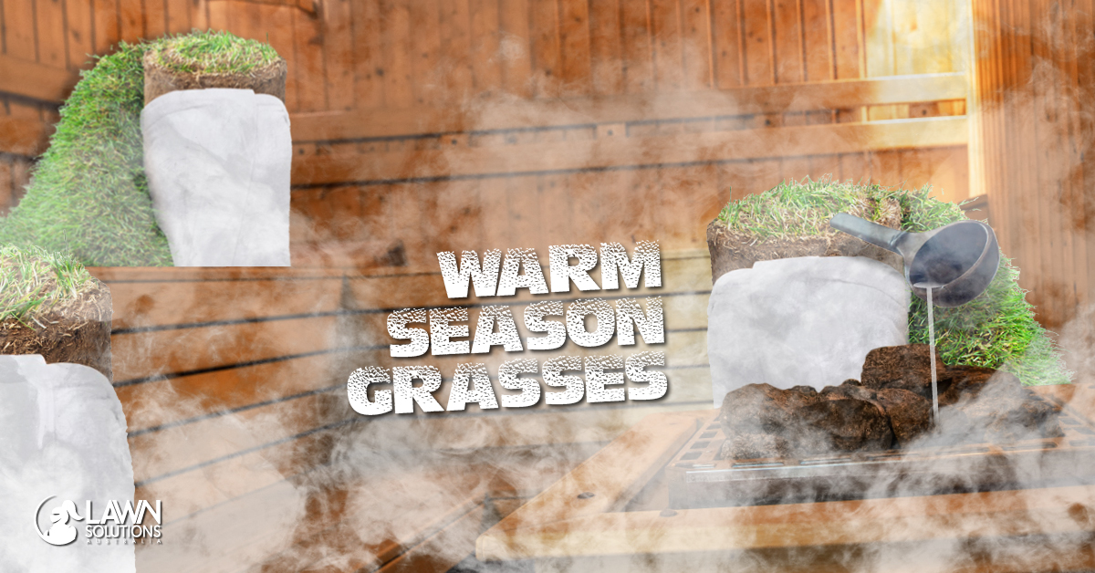 Grasses That Can Handle the Heat - Lawn Solutions Australia