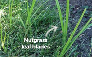 How do I remove Nutgrass from my lawn? - Lawn Solutions Australia