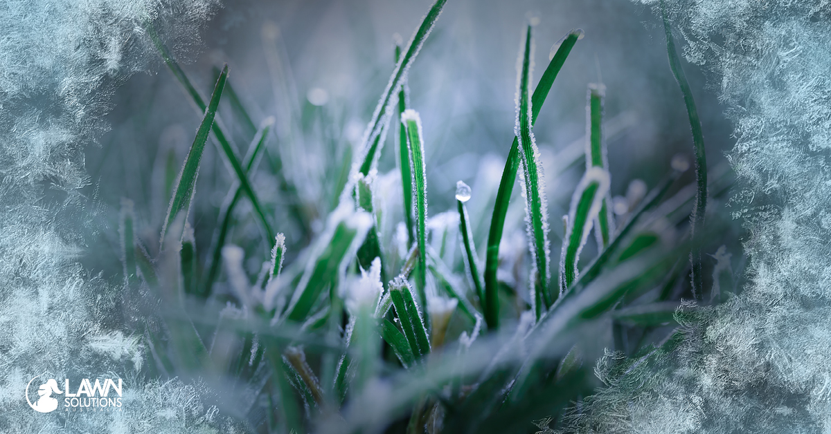 How to Help a Frost Affected Lawn - Lawn Solutions Australia