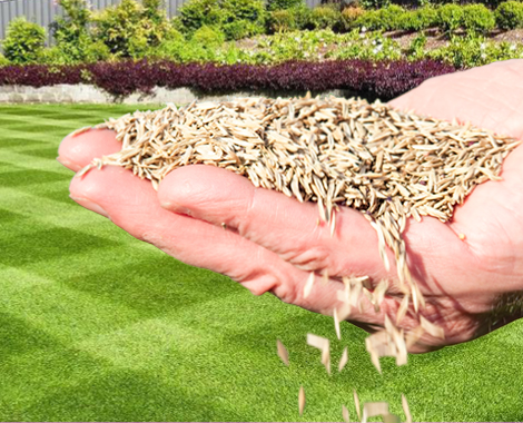 Winter Grass (Poa Annua) - Lawn Solutions Australia