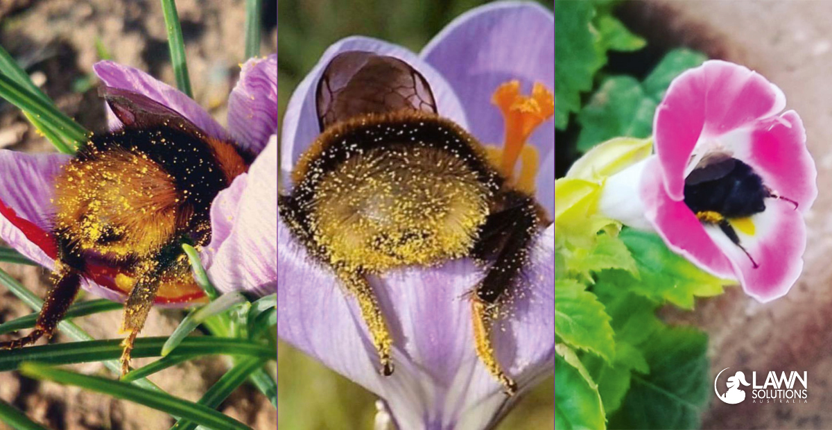 We’re buzzed about bees! | Here’s how to keep a bee friendly lawn ...