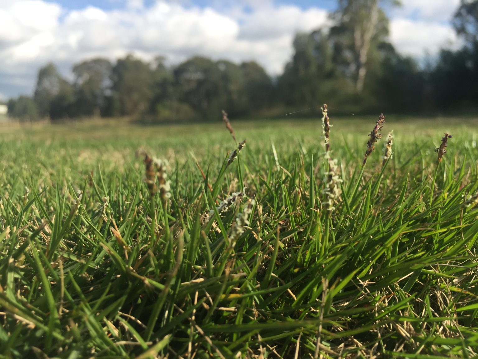 5 Common Grass Varieties - Lawn Solutions Australia