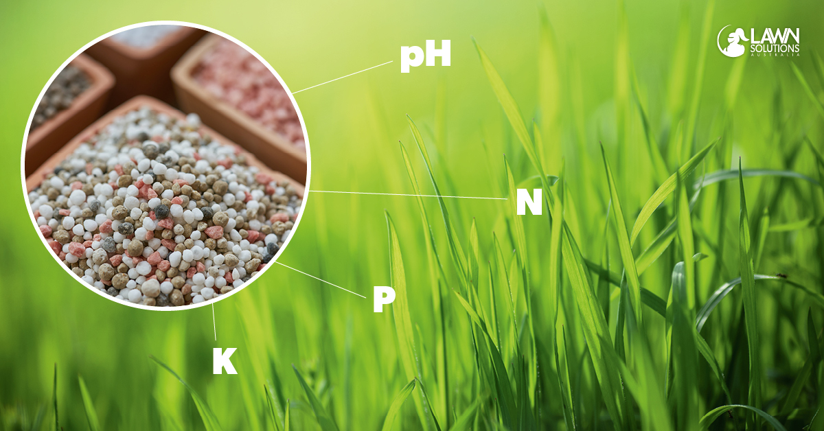 The right way to fertilise your lawn - Lawn Solutions Australia