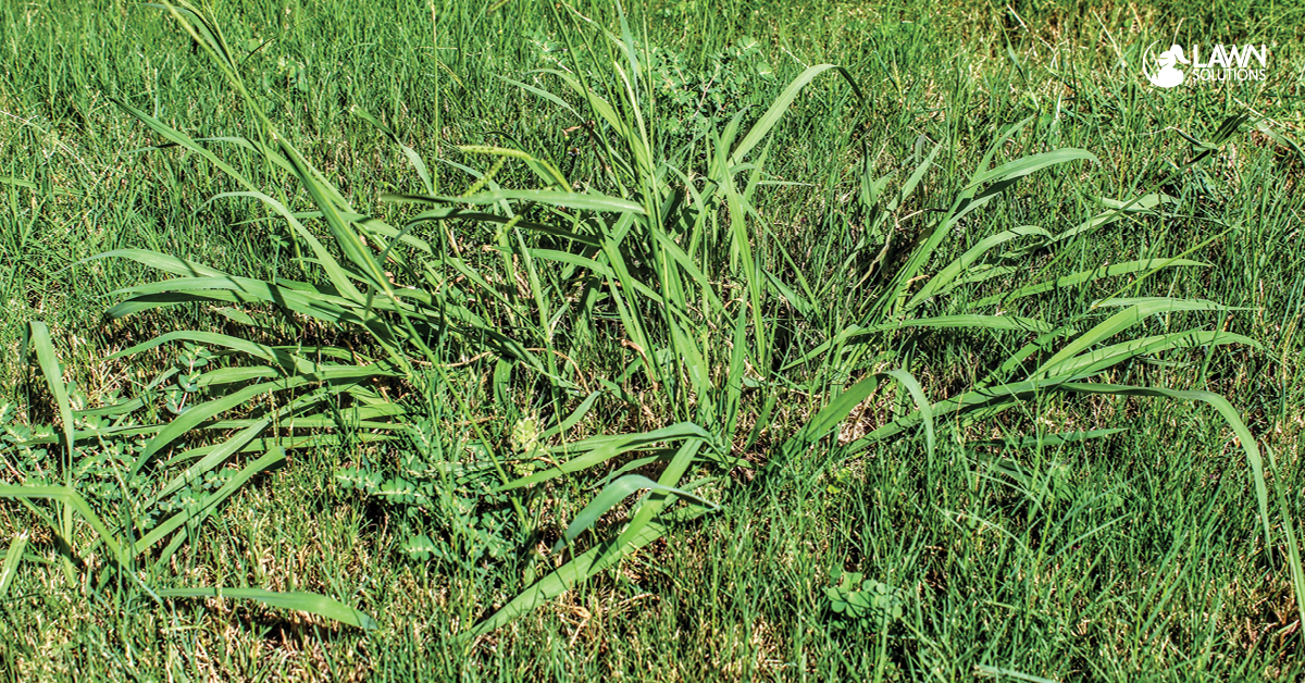 Summer Grass Weeds - Lawn Solutions Australia