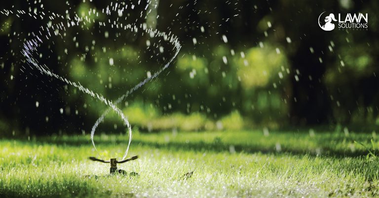 Top 6 Tips for Watering your Lawn - Lawn Solutions Australia