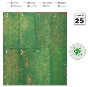 Independent Research Sees TifTuf Top The Class! - Lawn Solutions Australia
