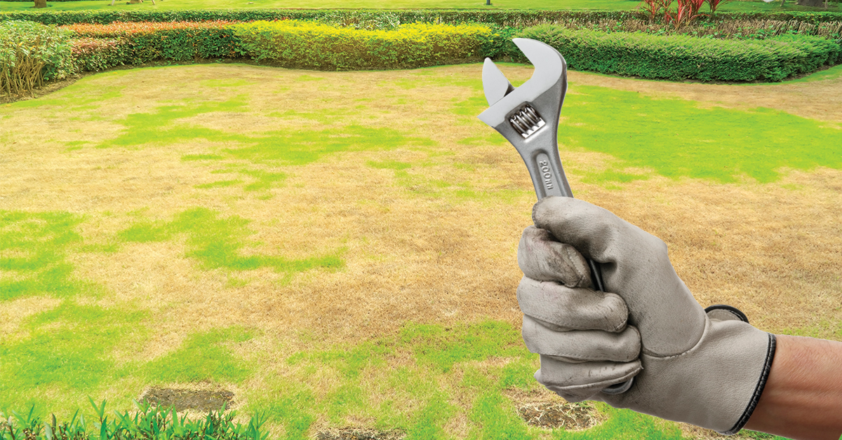 How to Help Your Lawn Repair After Grub Damage - Lawn Solutions Australia