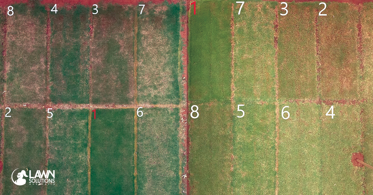 Types of Grass - Lawn Solutions Australia