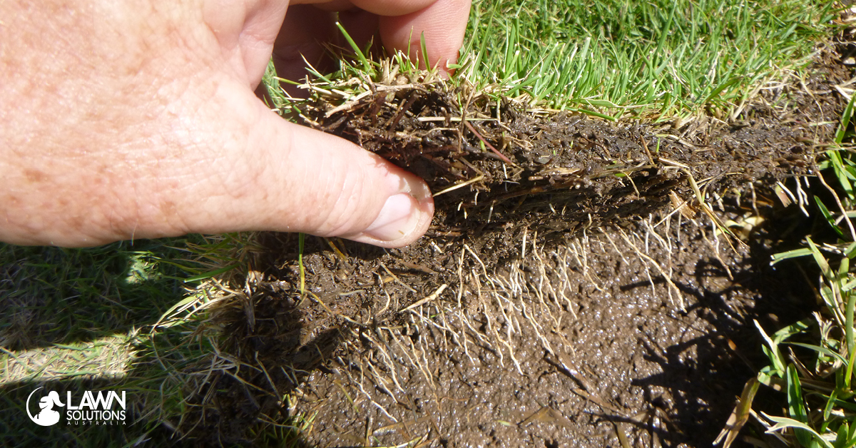 The Best Soil & Watering Techniques for Establishing New Turf