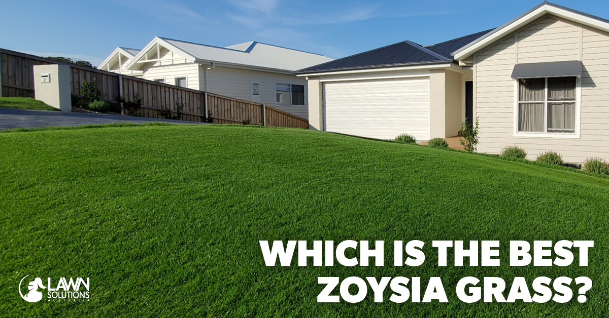 Which is the Best Zoysia Grass? - Lawn Solutions Australia