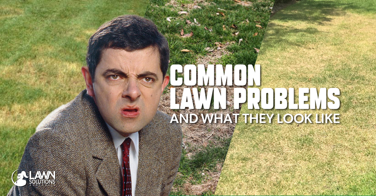 What’s Wrong with My Lawn? Common Lawn Care Problems and What They Look ...