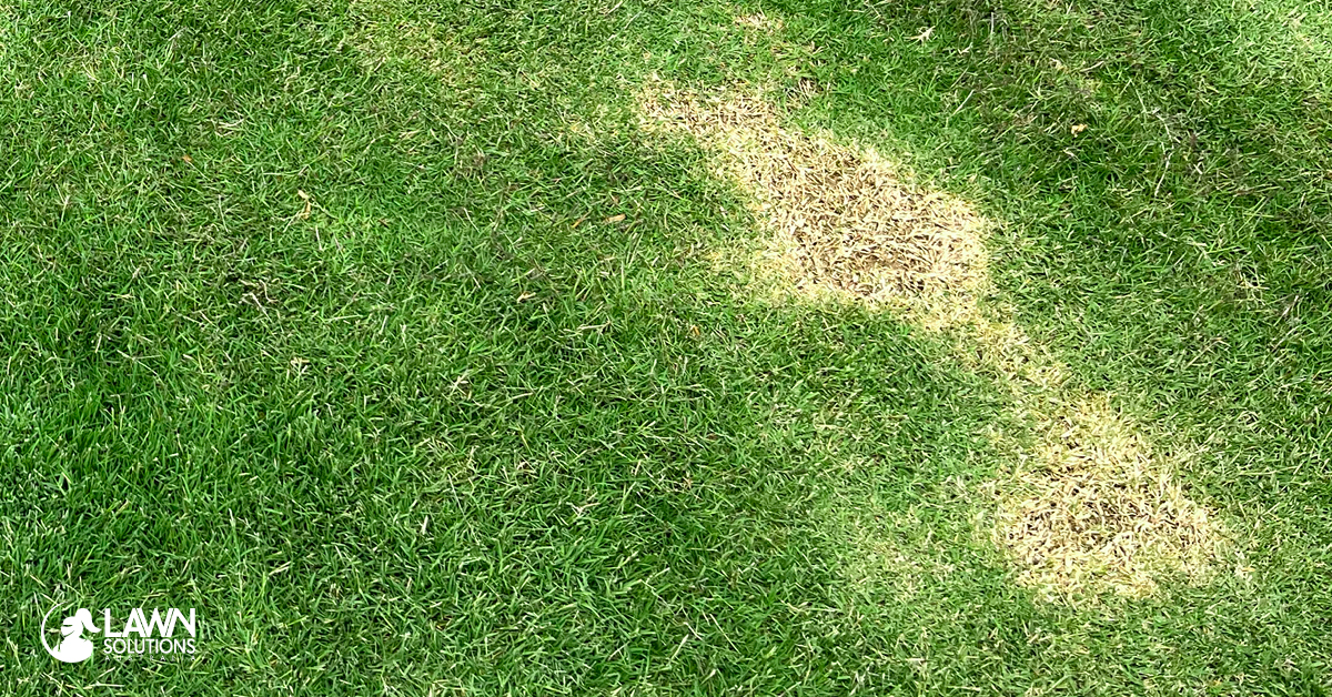 How to Stop Patches from Scalping While Mowing - Lawn Solutions Australia