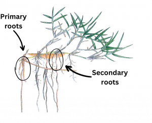 Anatomy of Grass - Lawn Solutions Australia