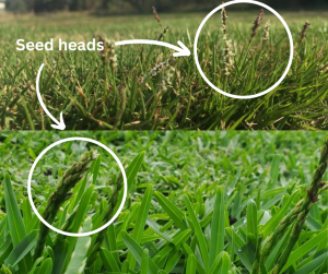 Anatomy of Grass - Lawn Solutions Australia