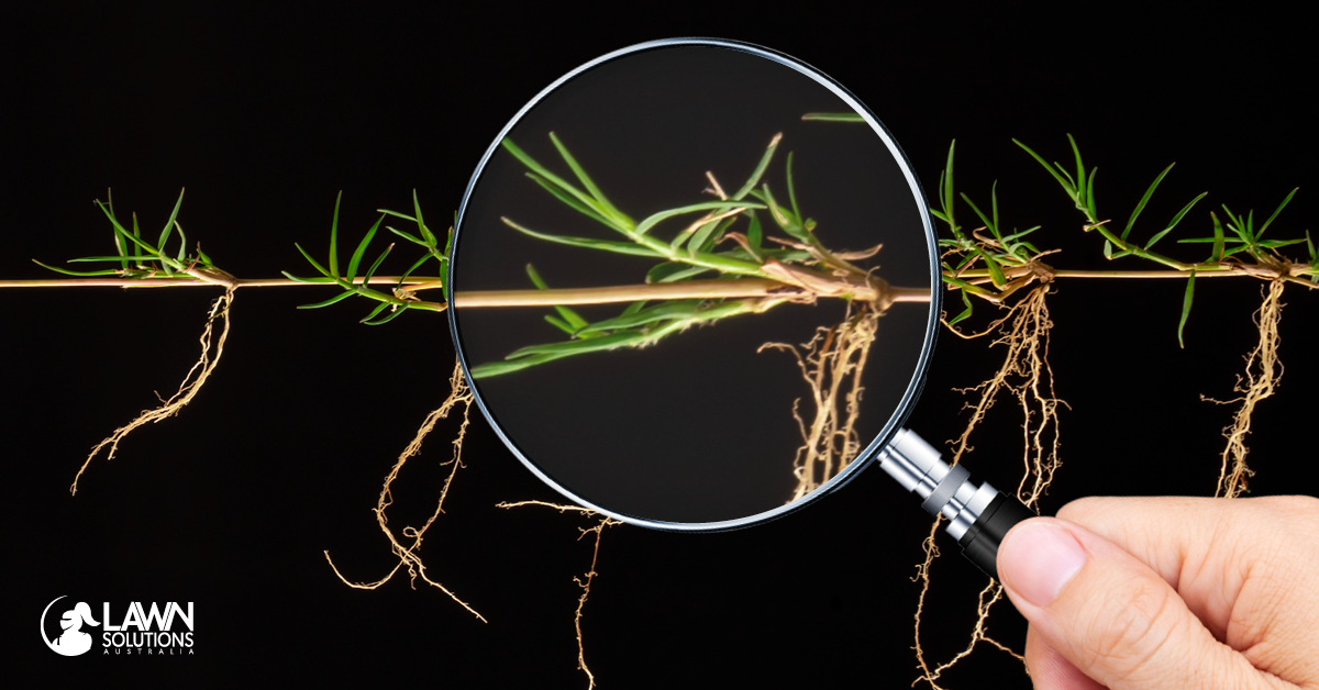 Stolon Grass