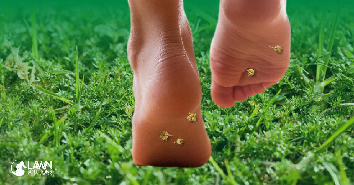 How to Remove Bindii from Your Lawn - Lawn Solutions Australia