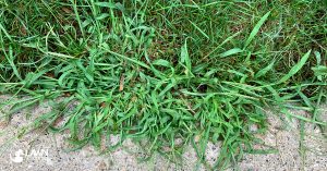 The Ultimate Lawn Weed Guide - Lawn Solutions Australia