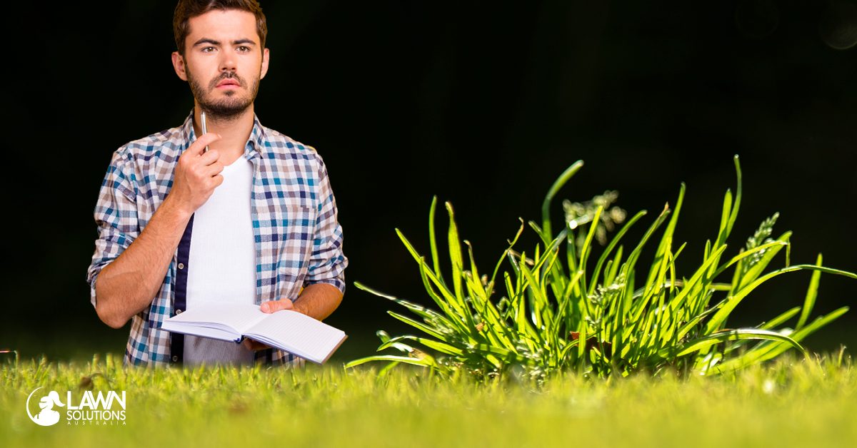 The Ultimate Lawn Weed Guide - Lawn Solutions Australia